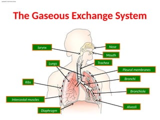 Gas exchange system in Li ING organisms. | PPTX