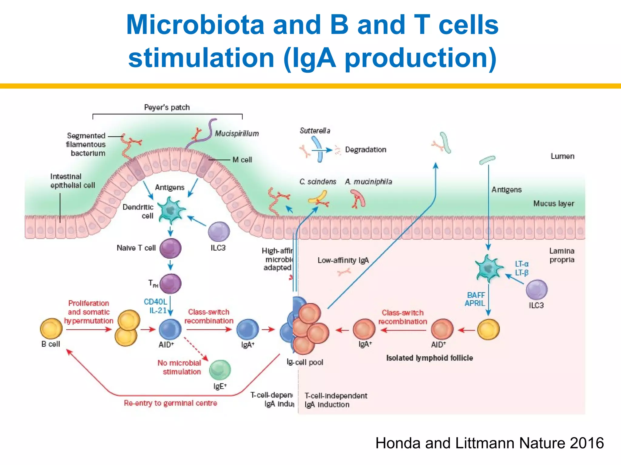 Gasbarrini A. Microbiota, Antibiotici e Probiotici in Gastroenterologia ...