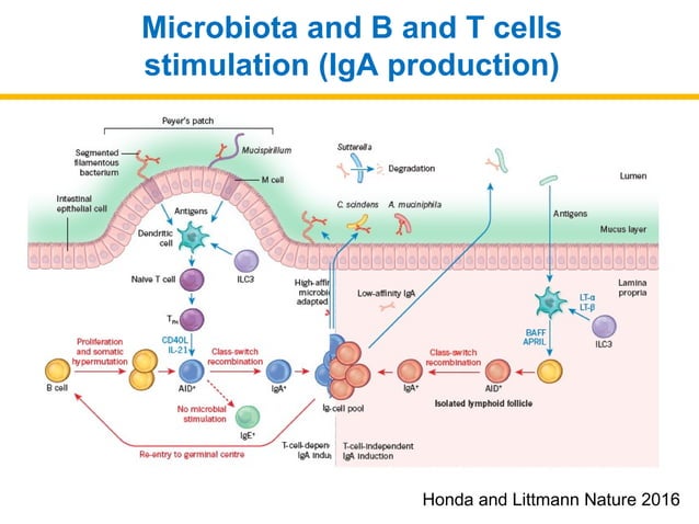 Gasbarrini A. Microbiota, Antibiotici e Probiotici in Gastroenterologia ...