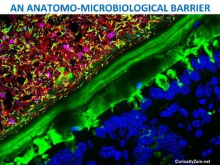 Gasbarrini A. Microbiota, Antibiotici e Probiotici in Gastroenterologia ...