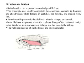 Gas bladder.pptx