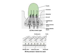 Gas bladder.pptx