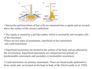 Gas bladder.pptx
