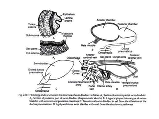 Gas bladder.pptx