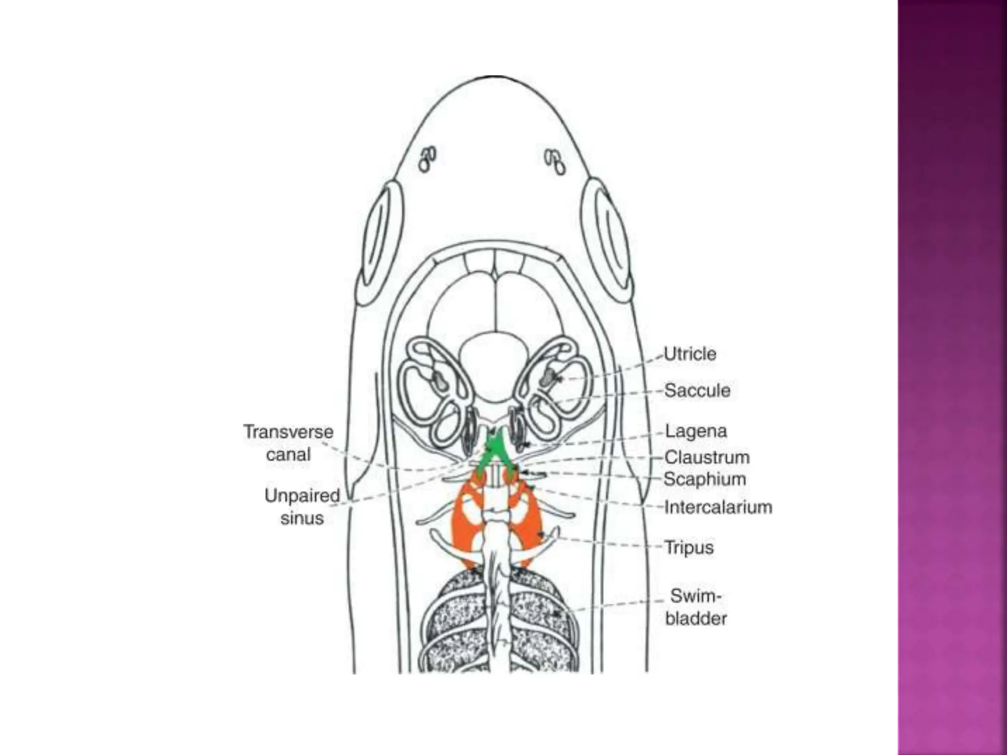 Gas bladder and its functions in fishesr.pptx