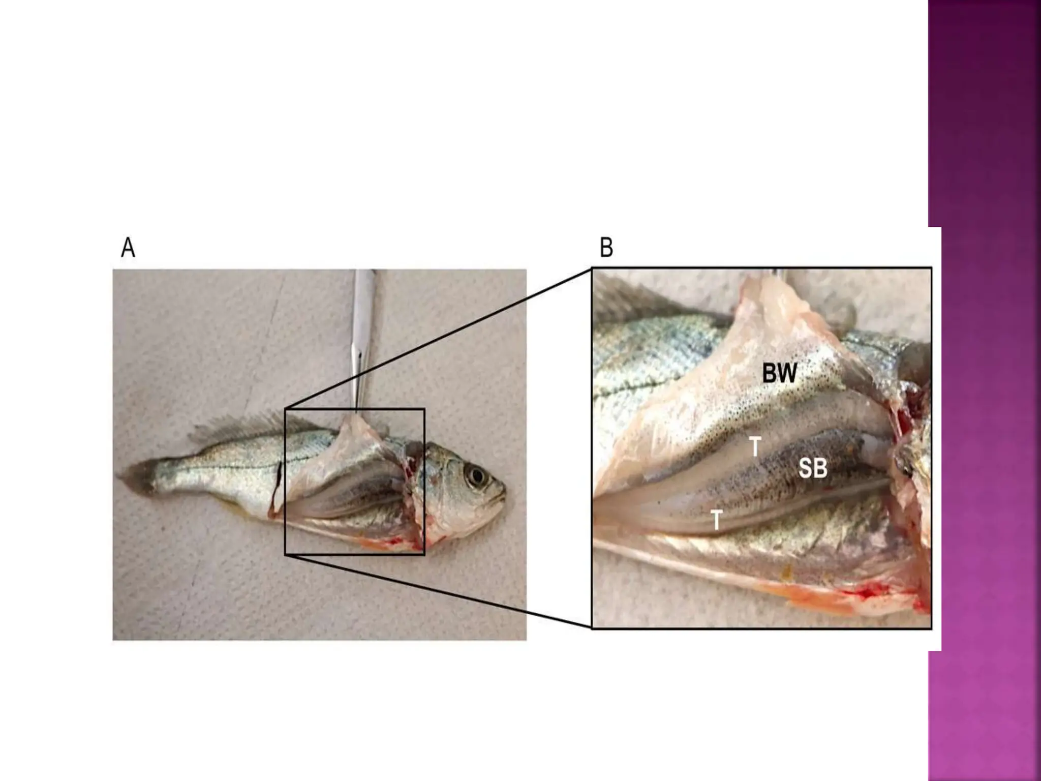 Gas bladder and its functions in fishesr.pptx