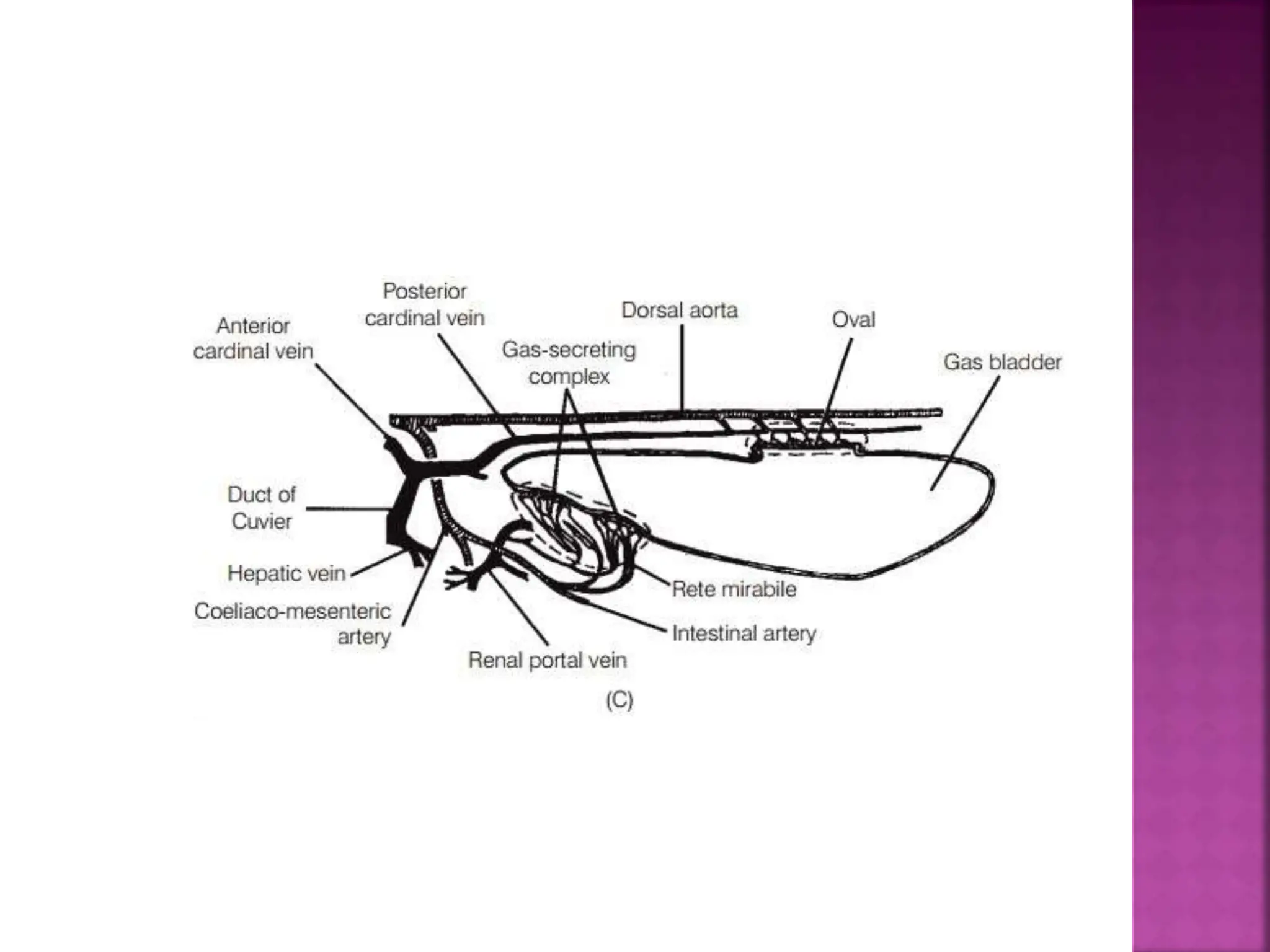 Gas bladder and its functions in fishesr.pptx