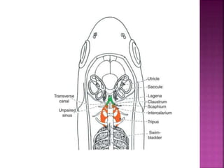 Gas bladder and its functions in fishesr.pptx | Fish and Aquariums | Pets