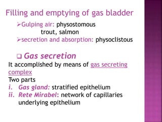 Gas bladder and its functions in fishesr.pptx | Fish and Aquariums | Pets