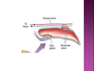 Gas bladder and its functions in fishesr.pptx | Fish and Aquariums | Pets