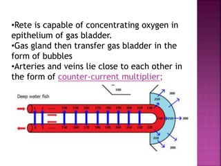 Gas bladder and its functions in fishesr.pptx | Fish and Aquariums | Pets