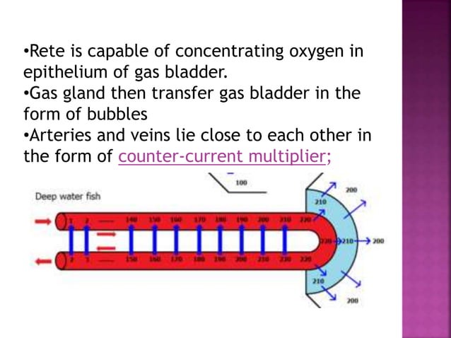 Gas bladder and its functions in fishesr.pptx | Fish and Aquariums | Pets