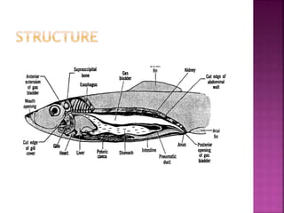 Gas bladder and its functions in fishesr.pptx | Fish and Aquariums | Pets