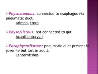 Gas bladder and its functions in fishesr.pptx | Fish and Aquariums | Pets