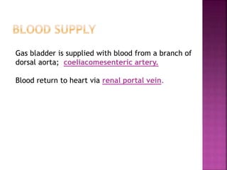 Gas bladder and its functions in fishesr.pptx | Fish and Aquariums | Pets