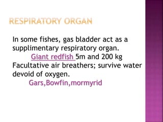 Gas bladder and its functions in fishesr.pptx | Fish and Aquariums | Pets