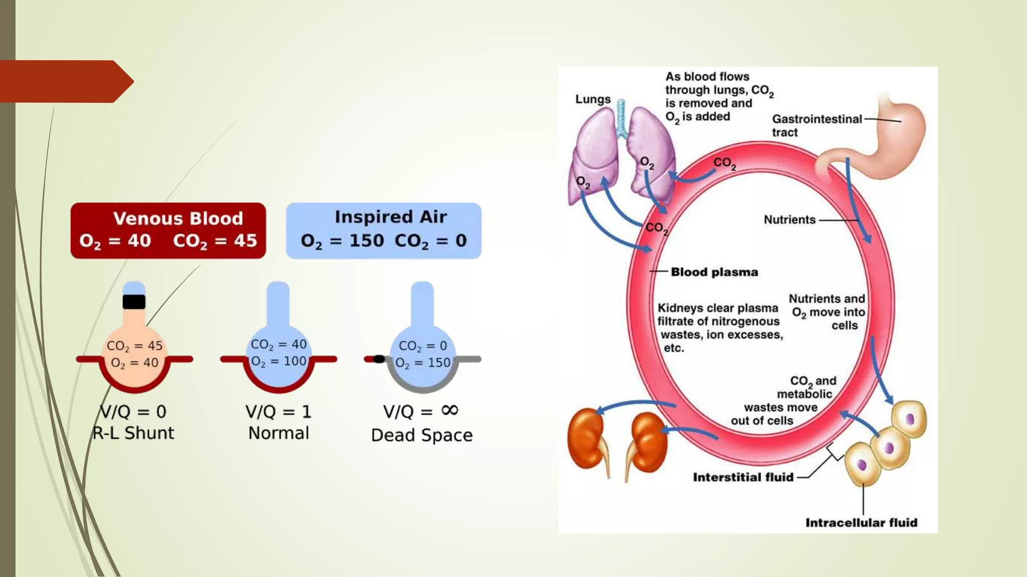 Gas diffusion in lung | PPTX