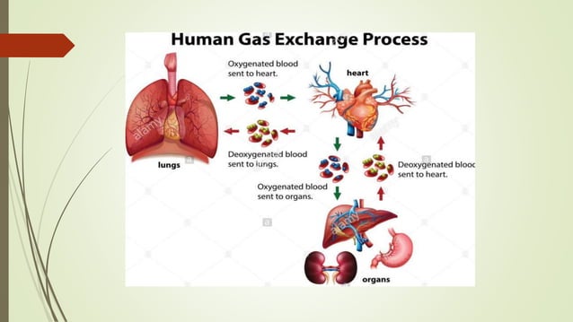 Gas diffusion in lung | PPTX | Lung and Respiratory Health | Diseases ...