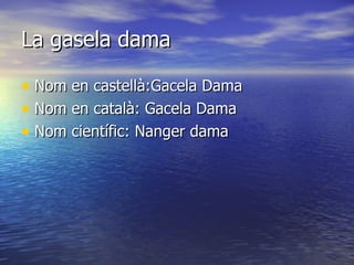 Gasela dama valeria_i_maria_final2 | PPT
