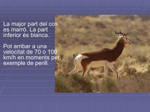 Gasela dama valeria_i_maria_final2 | PPT