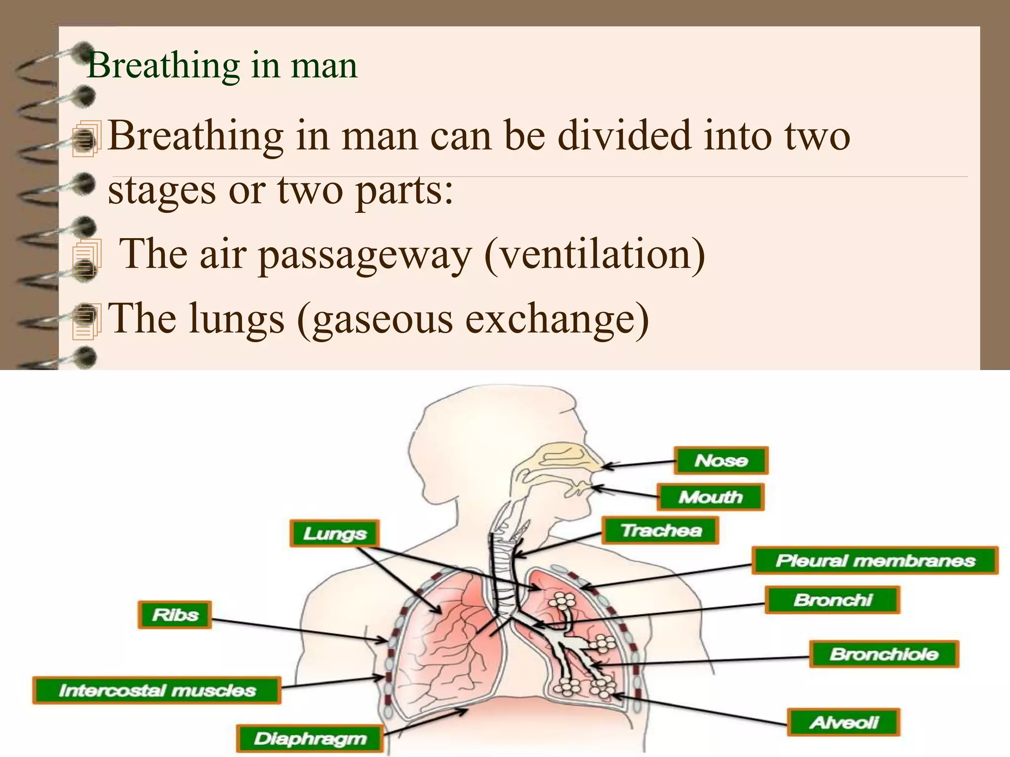 Gaseous exchange | PPTX