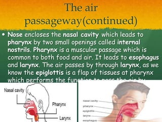 Gaseous exchange | PPTX