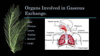 Gaseous exchange | PPTX
