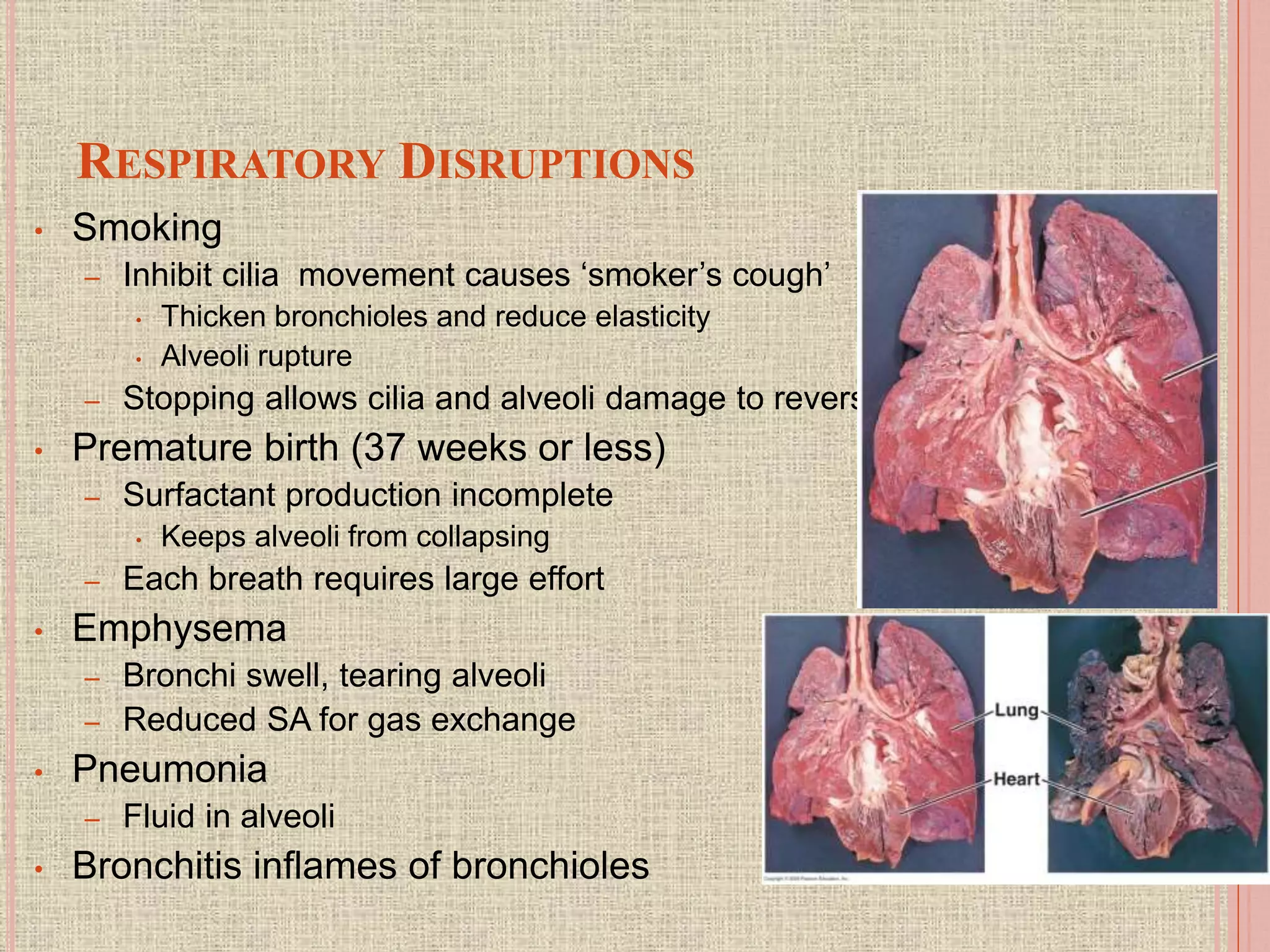 Gaseous exchange in human | PPTX