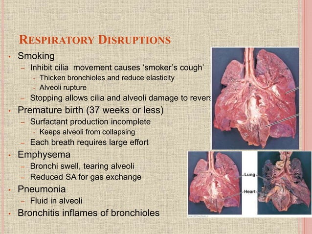 Gaseous exchange in human | PPTX