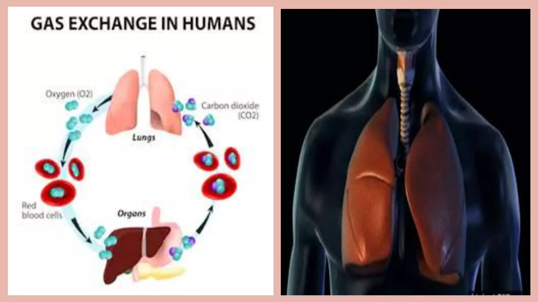 GASEOUS EXCHANGE IN HUMANS | PPTX