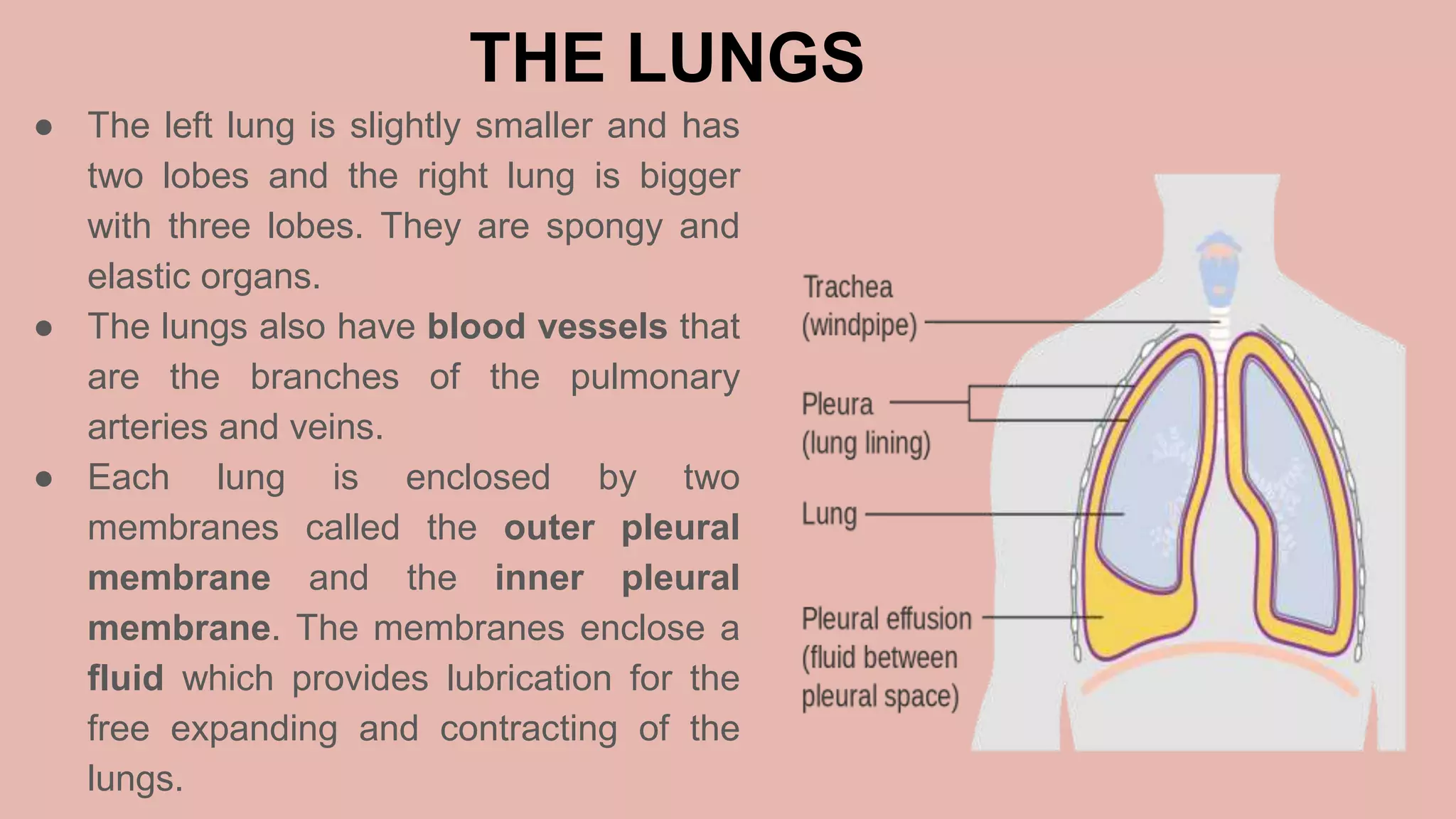 GASEOUS EXCHANGE IN HUMANS | PPTX
