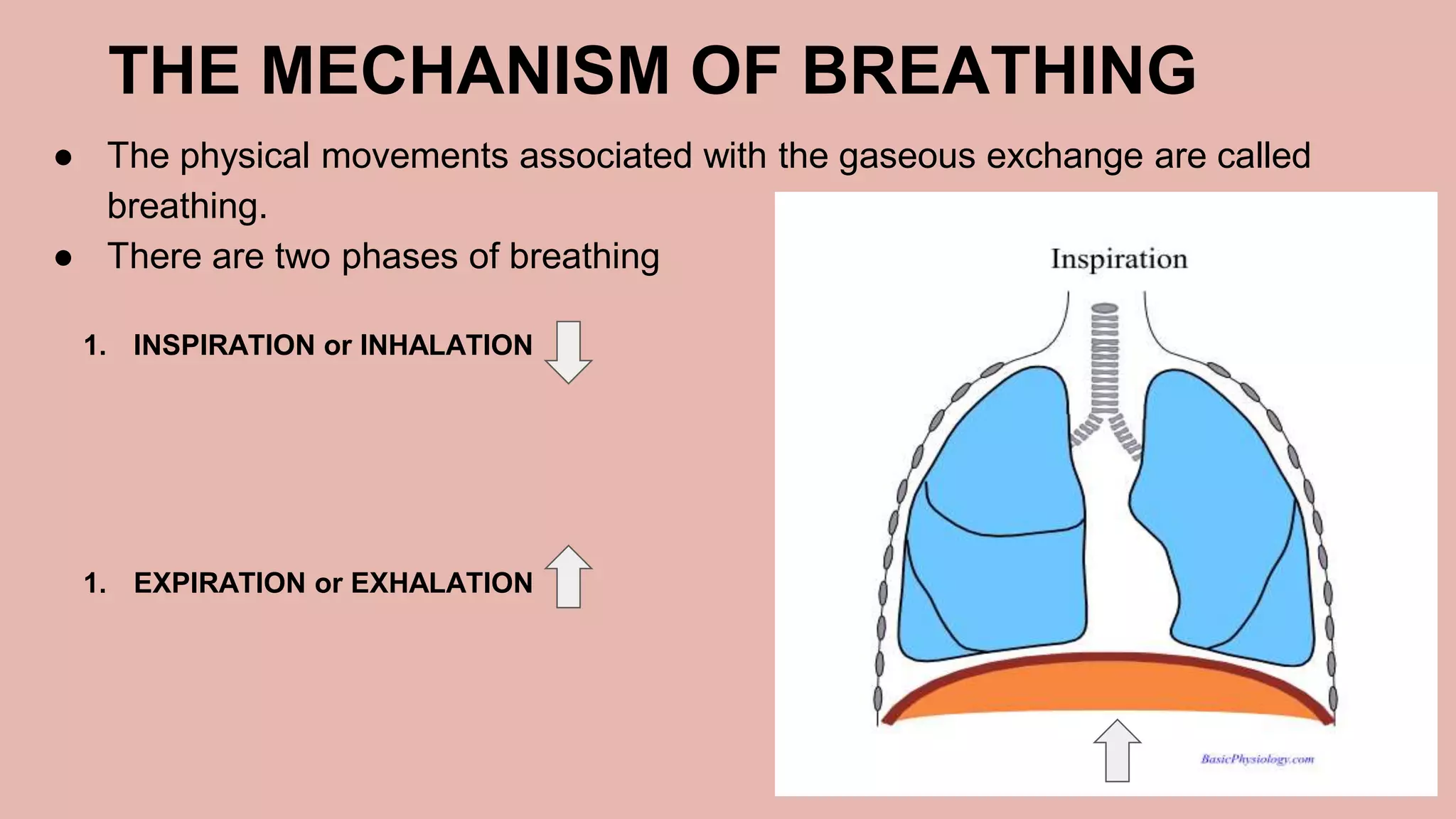 GASEOUS EXCHANGE IN HUMANS | PPTX