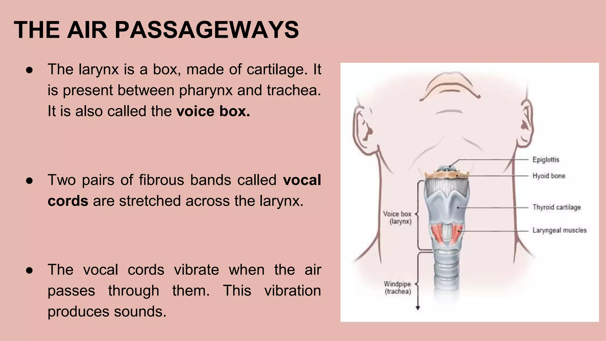 GASEOUS EXCHANGE IN HUMANS | PPTX