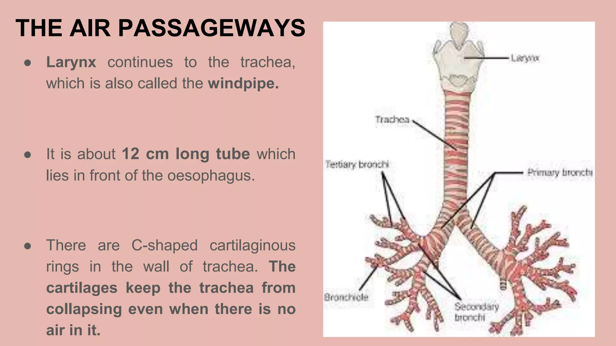 GASEOUS EXCHANGE IN HUMANS | PPTX