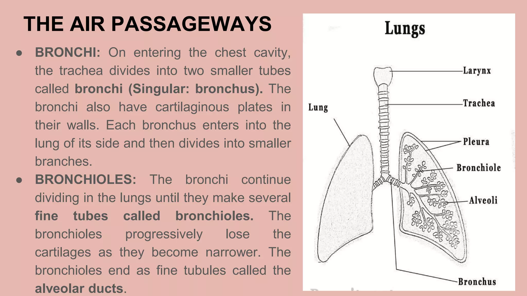 GASEOUS EXCHANGE IN HUMANS | PPTX