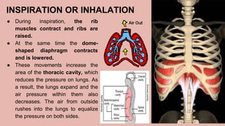 GASEOUS EXCHANGE IN HUMANS | PPTX