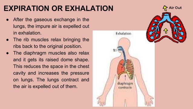 GASEOUS EXCHANGE IN HUMANS | PPTX | Lung and Respiratory Health ...