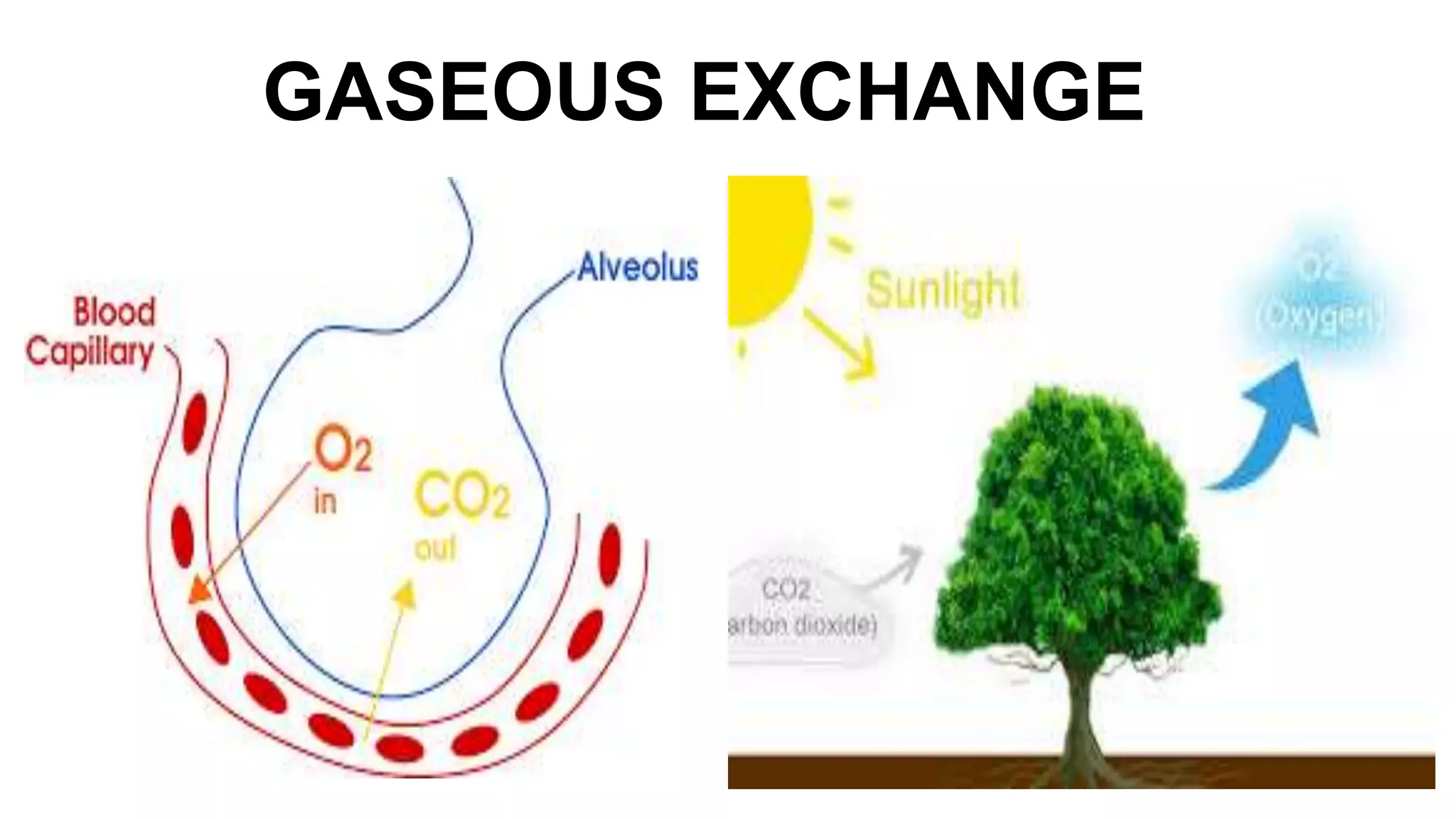 GASEOUS EXCHANGE IN PLANTS | PPTX