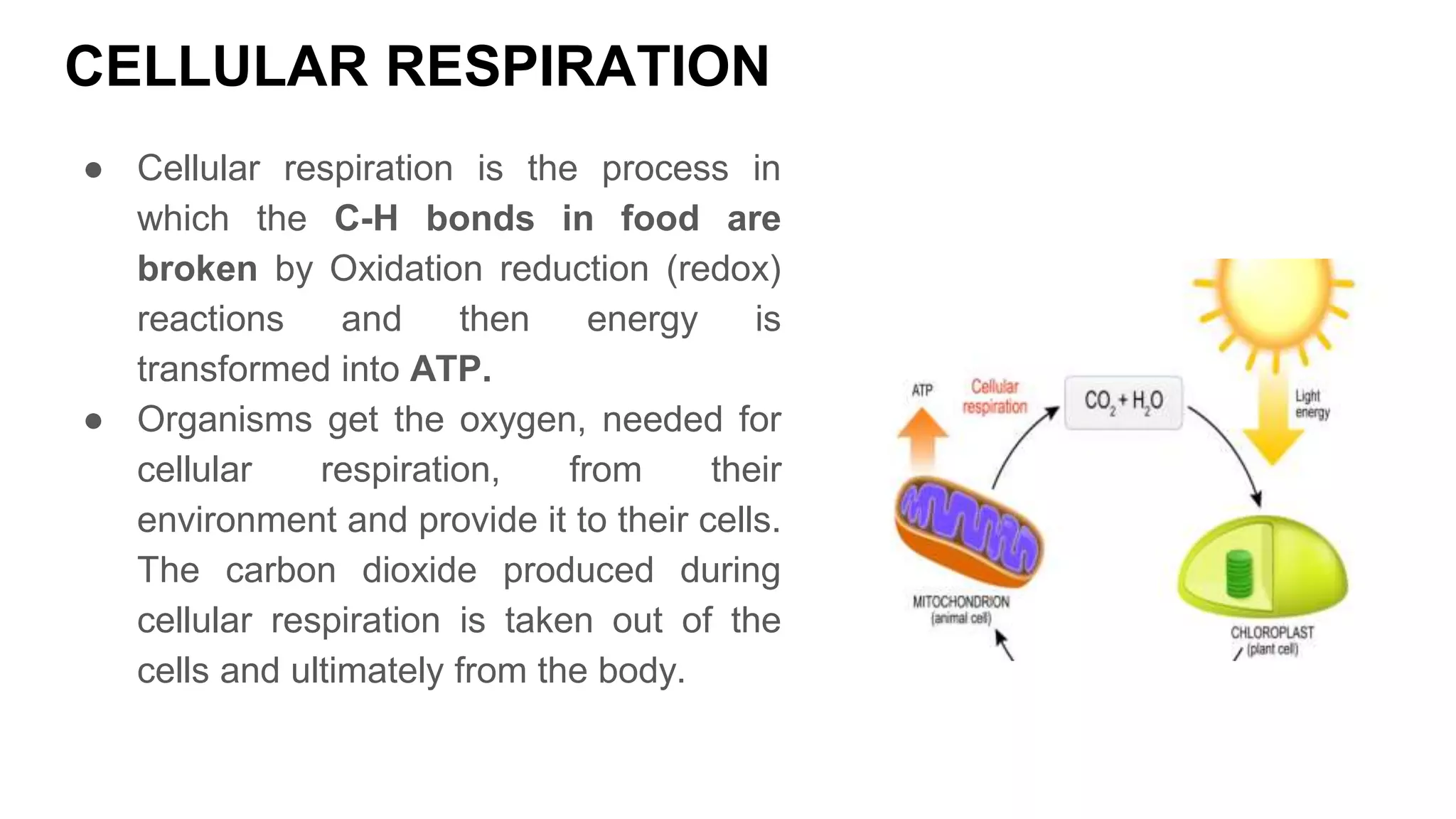 GASEOUS EXCHANGE IN PLANTS | PPTX