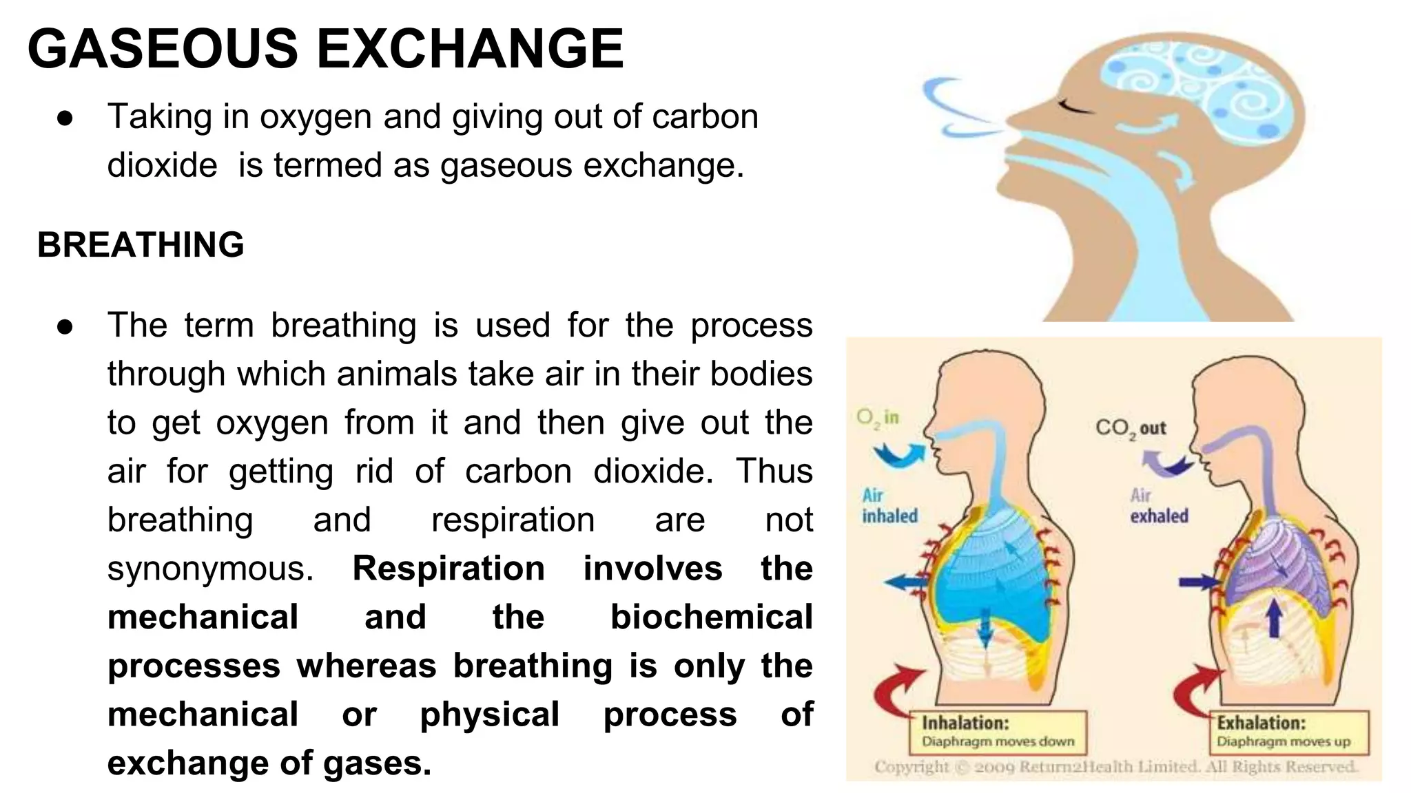 GASEOUS EXCHANGE IN PLANTS | PPTX
