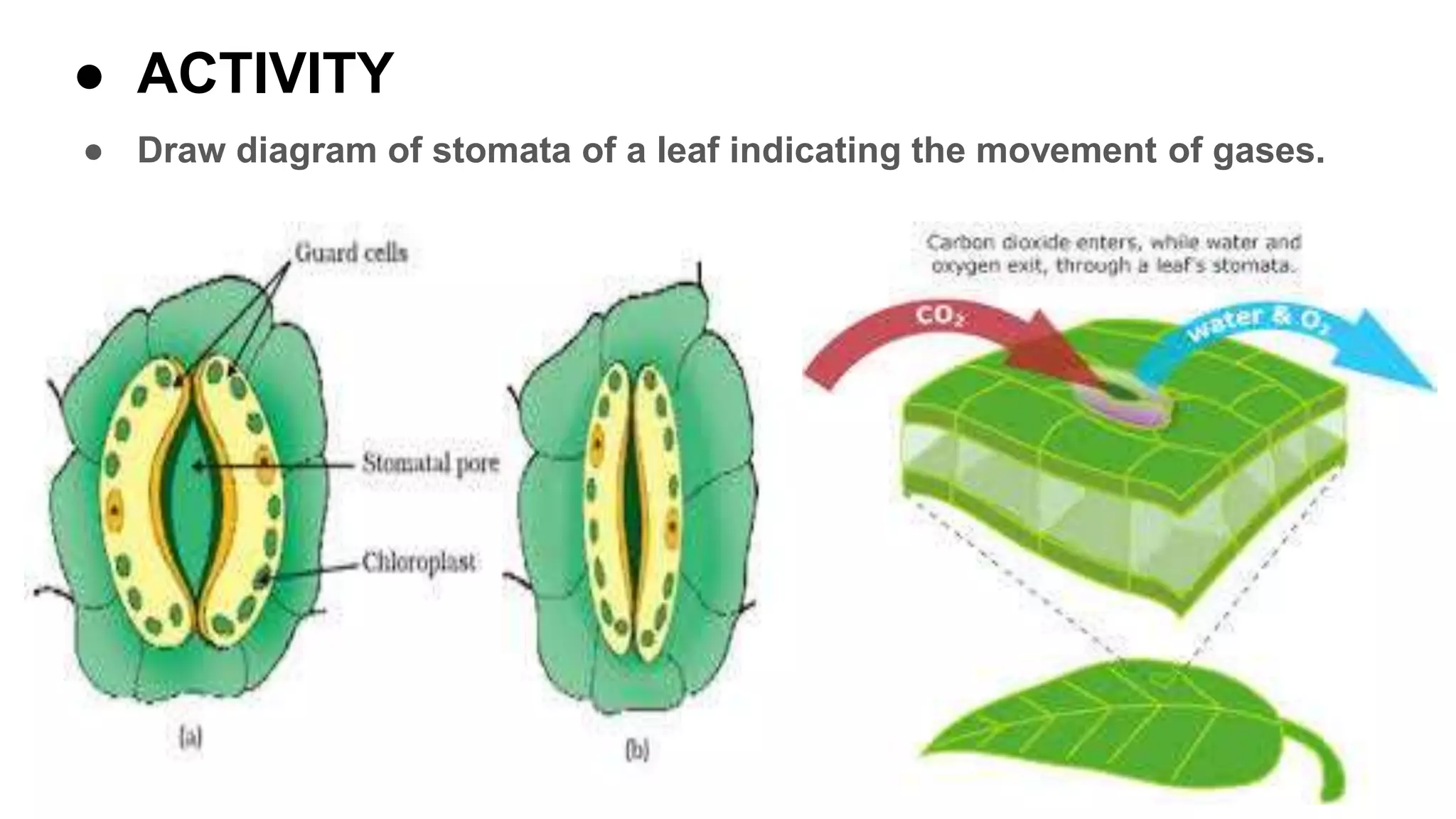 GASEOUS EXCHANGE IN PLANTS | PPTX