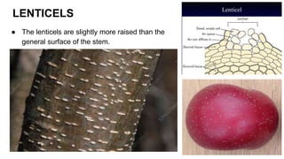 GASEOUS EXCHANGE IN PLANTS | PPTX