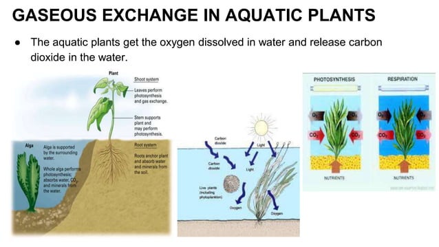 GASEOUS EXCHANGE IN PLANTS | PPTX