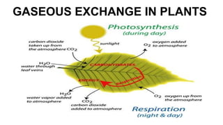 GASEOUS EXCHANGE IN PLANTS | PPTX
