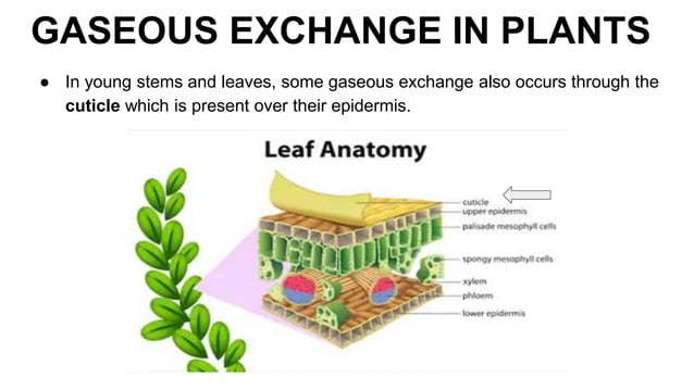 GASEOUS EXCHANGE IN PLANTS | PPTX