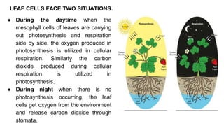 GASEOUS EXCHANGE IN PLANTS | PPTX