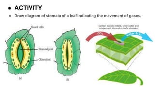 GASEOUS EXCHANGE IN PLANTS | PPTX