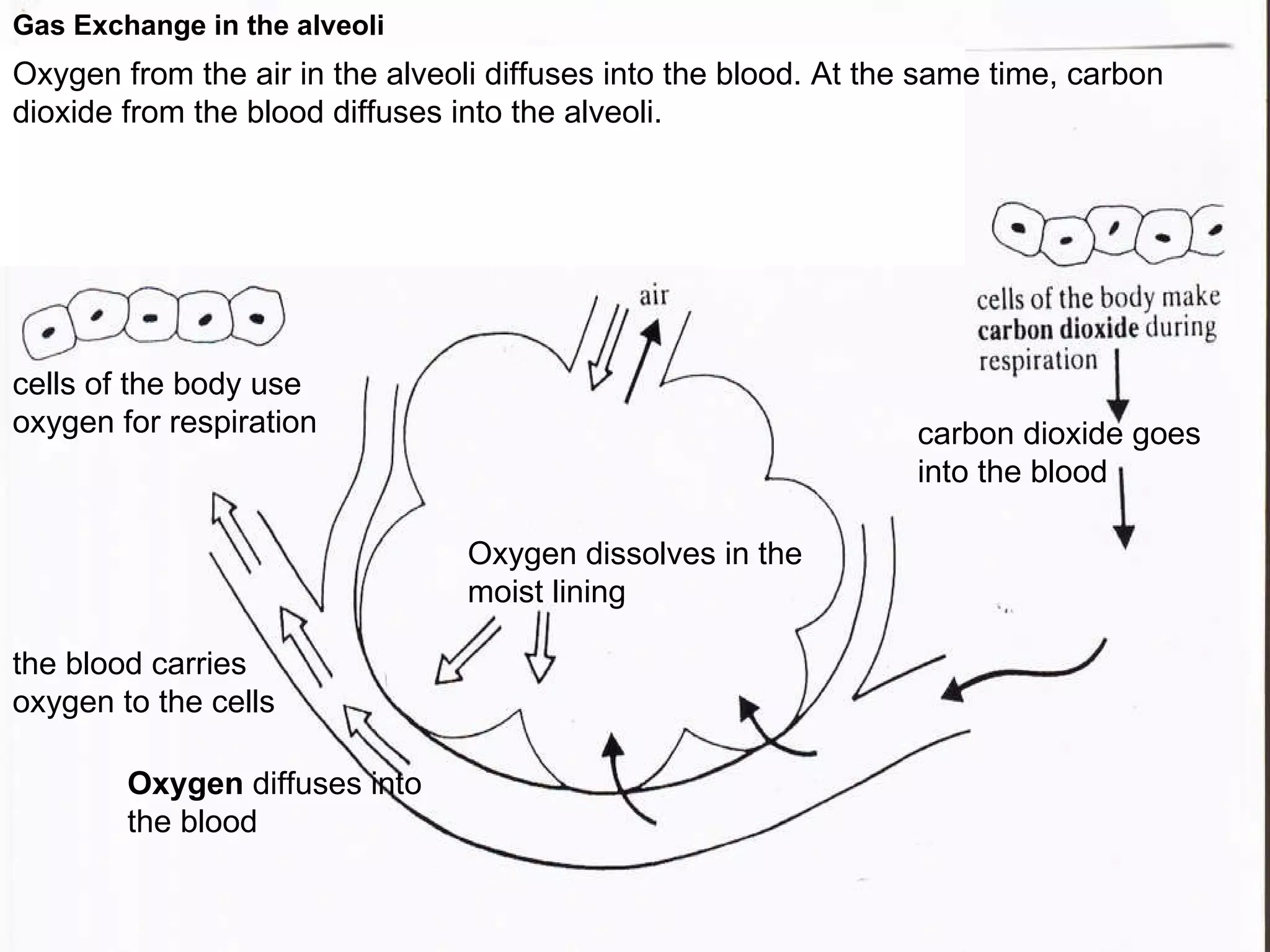 Gas exchange | PPT