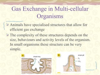 Gas exchange | PPTX