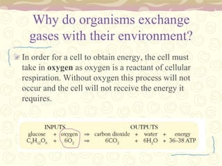 Gas exchange | PPTX